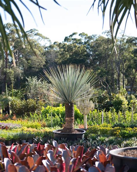 Cabbage Tree Palm Pandanus Tree Landscaping Cordyline Australis