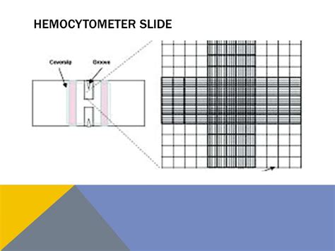 Yeast Lab Introduction Ppt Video Online Download