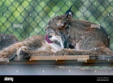 Linx Having A Bath Laying On Wood Structure With Tongue Out Stock Photo Alamy