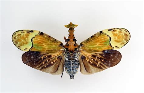 50 Fulgoridae Pictures