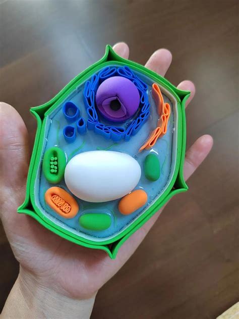 🌱植物细胞模型及其结构功能详解🌿