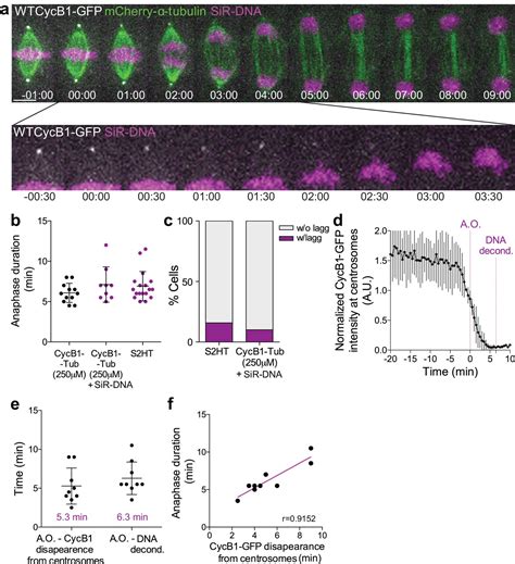 Figures And Data In Spatiotemporal Control Of Mitotic Exit During