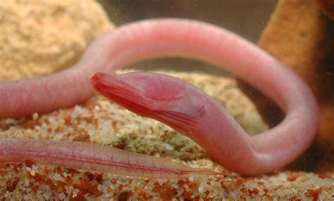 The Blind Cave Eels Modern Day Evolution Earth News Particle