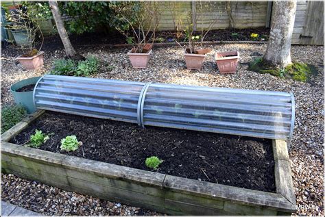 Marks Veg Plot Planting Broad Beans
