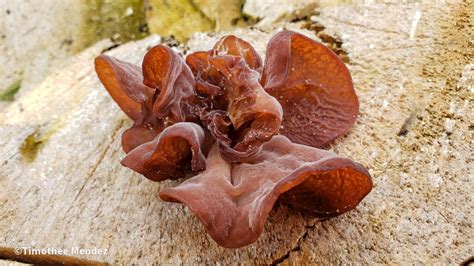 Foraging Wood Ear Mushrooms Auricularia Sp — Practical Self Reliance