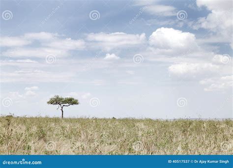 A Acacia Tree In The Grassland Of Masai Mara National Park Stock Image
