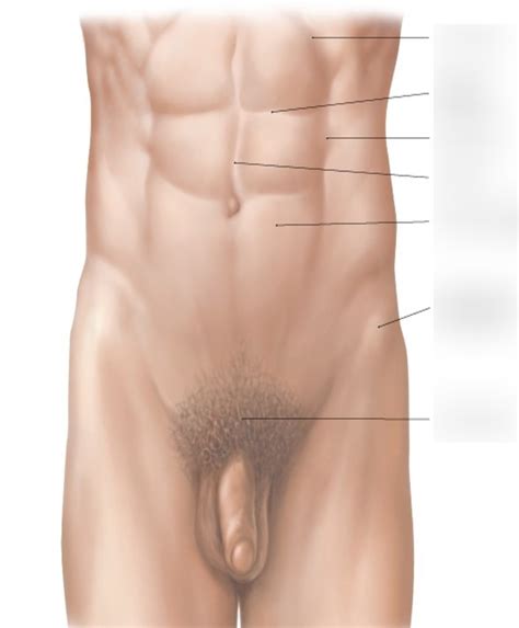 Surface Anatomy Diagram Quizlet