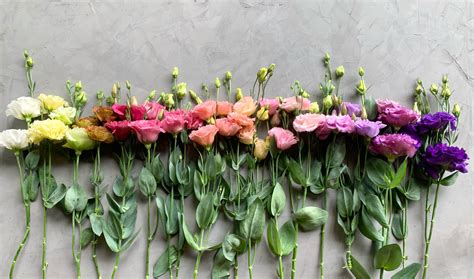 Lisianthus Bundle Sweet Peas Flower Shop Lisianthus Bundle Sweet Peas Flower Shop
