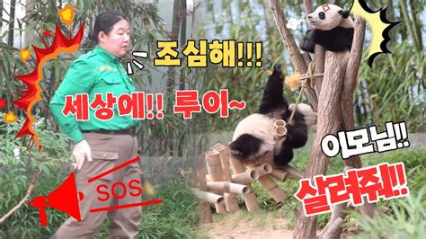 세상에😱 루이바오가 사고를 당했을 때 비명을 질렀어요 💦💦💦 루이바오의 고통스러운 울음소리에 승희 이모가 걱정했어요 😰💦💦 루이바오 Youtube