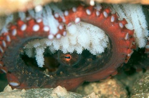 [기타]문어 기타 생물종 Bric