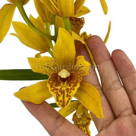 Cymbidium Chens Ruby Tropical No Flower Toh Garden Singapore