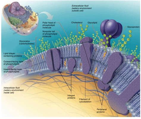 A P Lab Diagram Quizlet