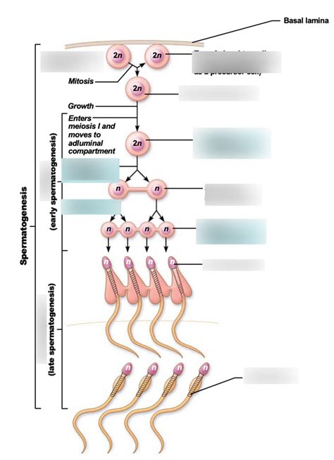 Final Exam Ch 27 Male Diagram Quizlet