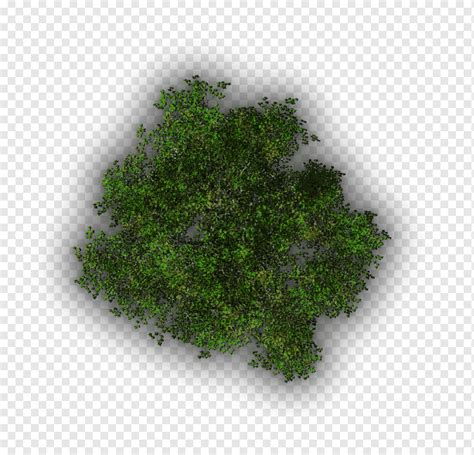 Green Leaf Plant Clip Cart Tree English Walnut Tree Top View Juglans Grass Twig Png PNGWing