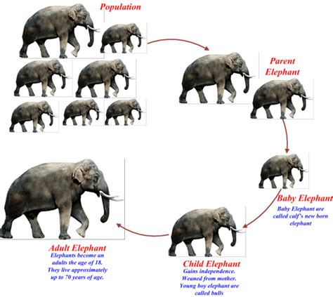 New Nature Inspired Metaheuristic Algorithm For Elephants Elephant