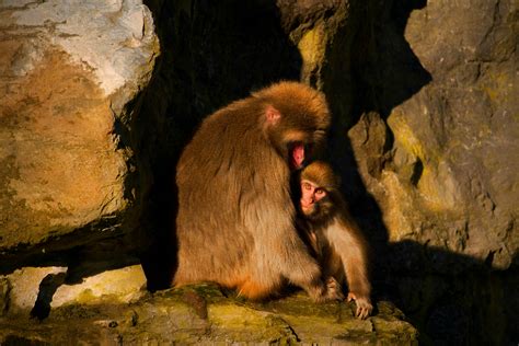 Wildness Photos, Download The BEST Free Wildness Stock Photos & HD Images