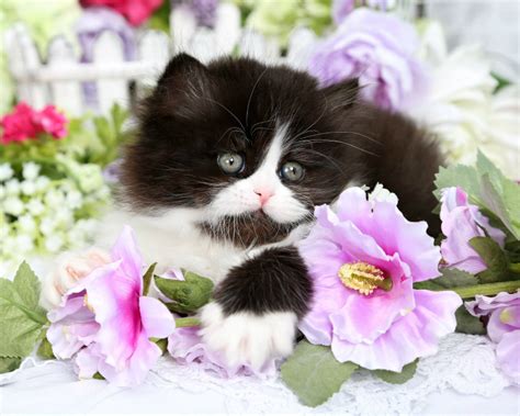 Pepe Le Pew Traditional Tuxedo Persian Kitten For Sale