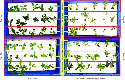 Hydroponic Setup Of Experiment Depicting Comparative Performance Of 4 Download Scientific