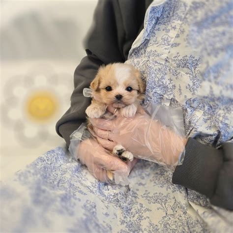 파티말티푸 공주님 분양 홍시 말티푸분양 분양중인 말티푸 아가댕