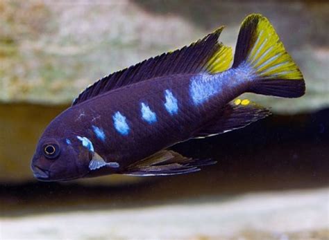 Elongatus Chewere The Evolved Fish