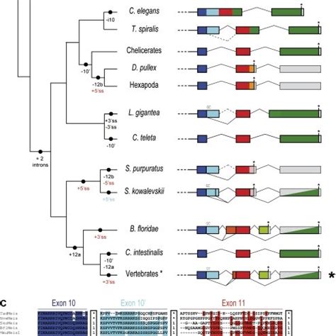 Evolution Of Intronexon Structures And Alternative Splicing Of The
