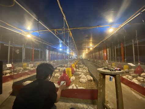 BROILERX SISTEM PENDETEKSI SUHU KANDANG AYAM DARI FAPET UGM PORTAL AGRIBISNIS INDONESIA