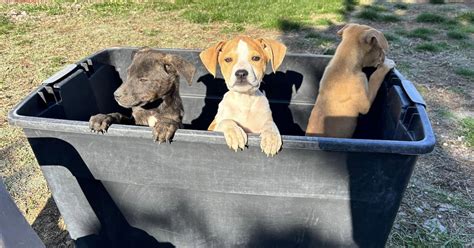 Siete Cachorros Desamparados Encuentran Amor Y Cuidado Tras Un Trágico