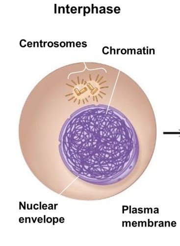 Chapter The Cellular Basis Of Reproduction And Inheritance Flashcards Quizlet