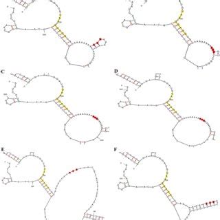 RNA Secondary Structure Prediction Partial Views Of RNA Secondary Download Scientific Diagram