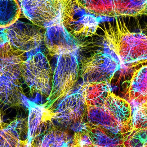 Case Studies Durham University