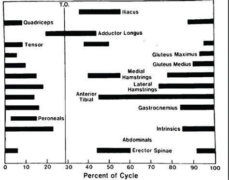 Gait Cycle Muscle Activity