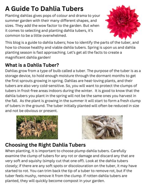 All About Dahlia Tubers Glen Echo Nurseries