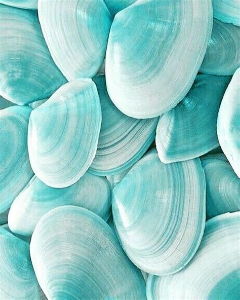 Close Up View Of Blue Seashells