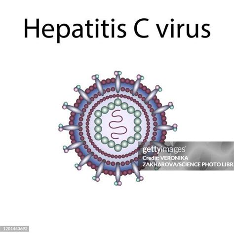 Hepatitis C Structure Photos And Premium High Res Pictures Getty Images
