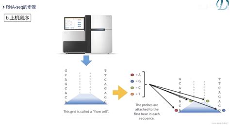 rna seq分析流程：从质控到差异表达 csdn博客