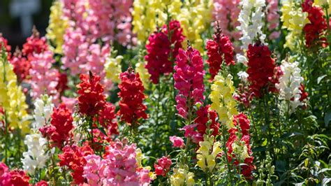 Snapdragon Plant