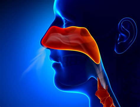 Rhinitis Vs Sinusitis Towson Maryland Ent Surgery