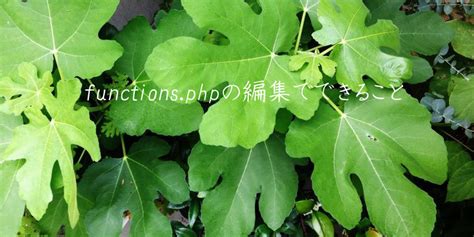 wordpressテーマのfunctions phpを編集してカスタマイズする ホームページ制作 京都 ファンフェアファンファーレ