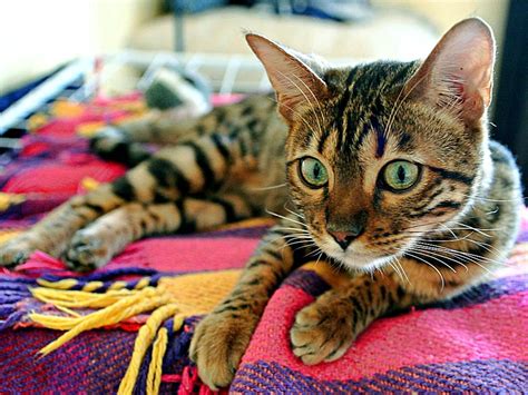 Bengal Cats Size And Weight