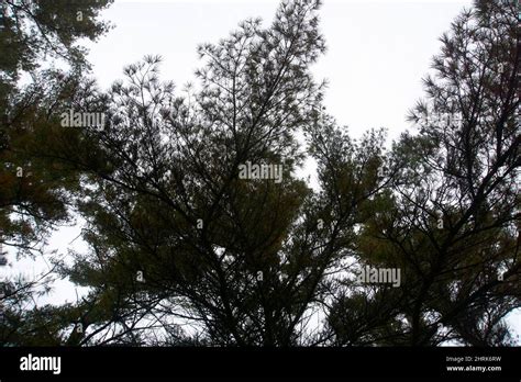 Tree Canopy Pattern Hi Res Stock Photography And Images Alamy