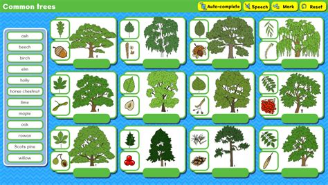 Celebrating Trees This National Tree Week Busy Things Blog