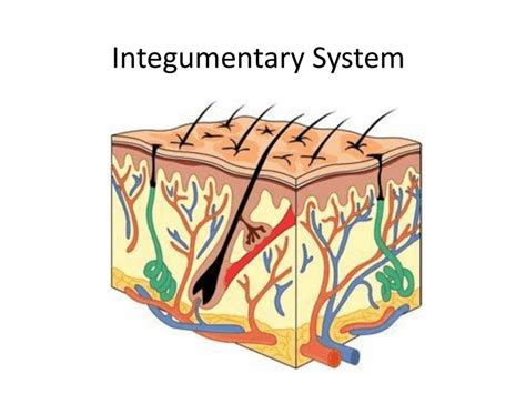 Annotated Diagram Of The Integumentary System