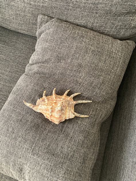 Seashell Object Detection Dataset V1 2022 11 04 10 57am By Seashell