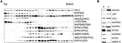 The Atc Vps Protein Complex Is Localized To The Tonoplast And The Prevacuolar Compartment In