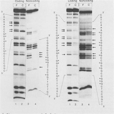 Methylation Interference Analysis Of Specific Binding To Friend Virus Download Scientific
