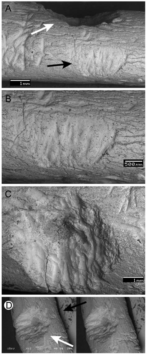 A General View Of The Trace Fossil B Detail Of The Secondary Download Scientific Diagram