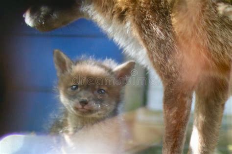 A Very Young Fox Cub With Its Mother Stock Image Image Of April