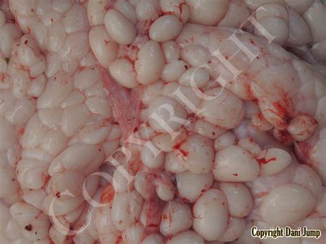 Bees Unlimited Python Meat