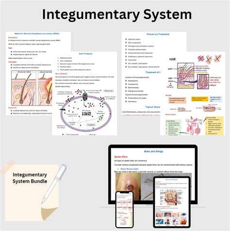 Integumentary System Anatomy Physiology Common Problems And Medications Bundle Nursing School