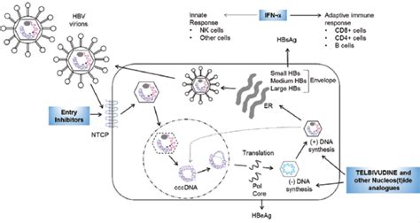 Schematic Hbv Replication Cycle And Anti Viral Sites Of Action Download Scientific Diagram